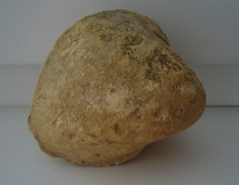 Fossils & Antiques: Fossil Sea Shell Mussel