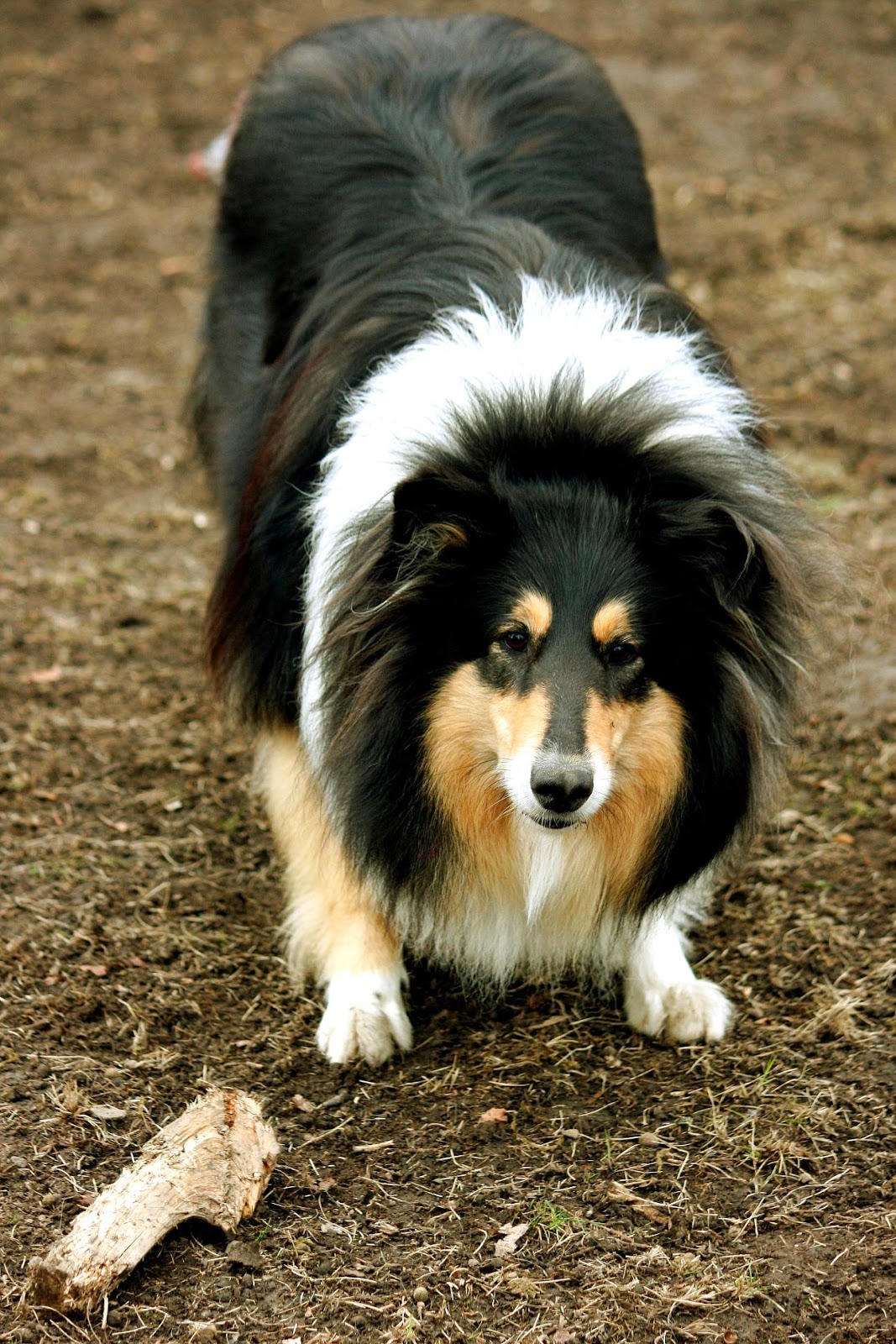 Maria med hundar: Att vara hund Del 2