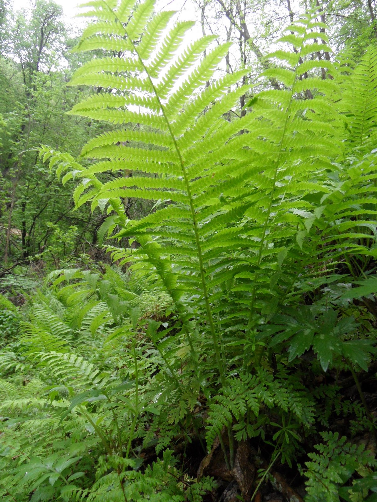 Perrot Park-Postcards from the Ledge: Rain=Moist Loving Woodland Flowers