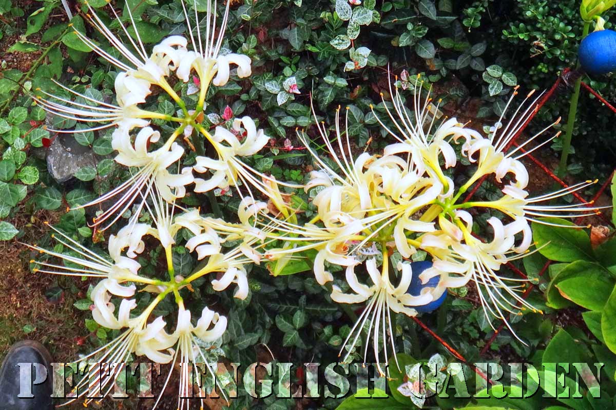 Petit English Garden of MARPLE & POIROT: WHITE LYCORIS