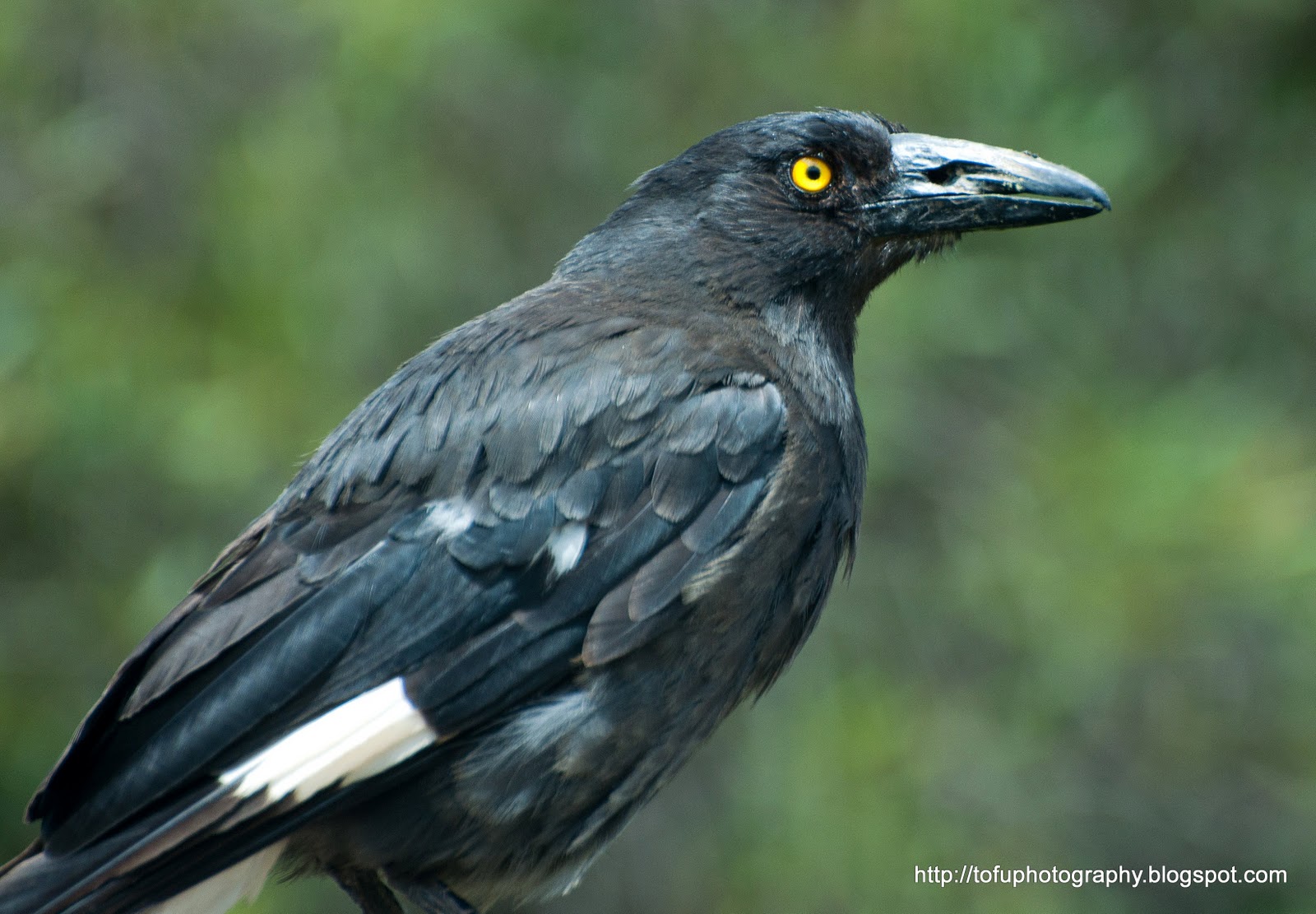 Tofu Photography: Pied Currawong