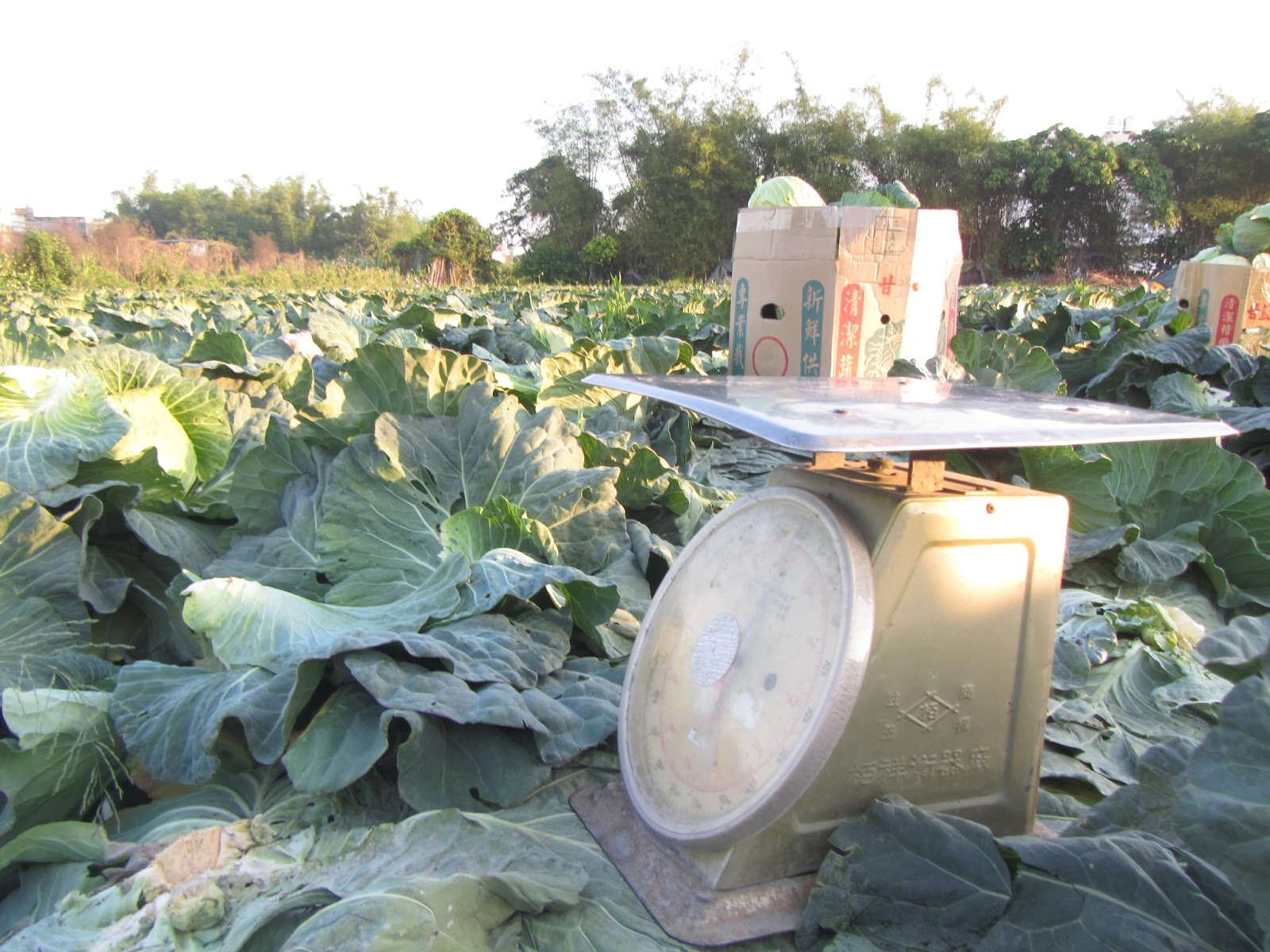 Estudiando Agricultura en Taiwán: Repollo — caja para traslado