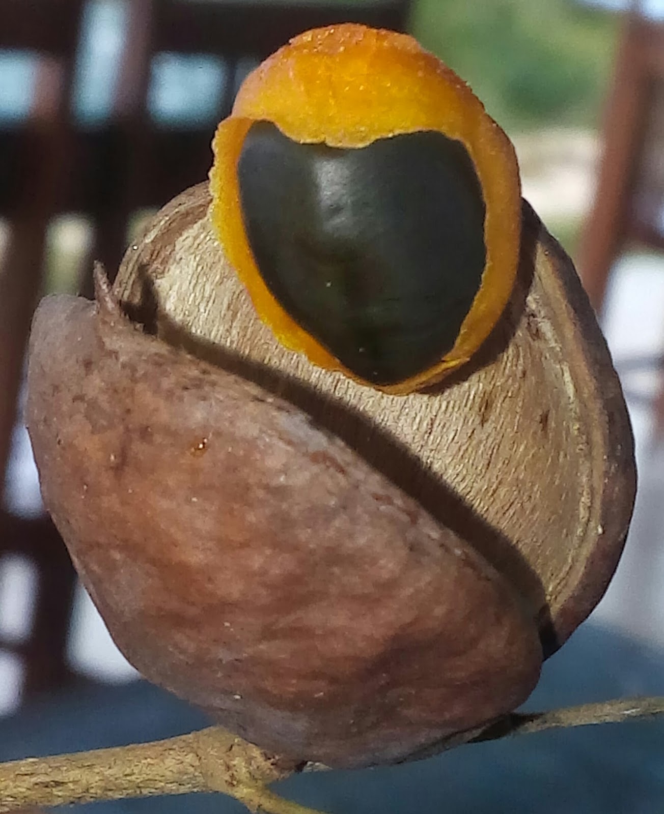 Fabaceae - Leguminosae no Brasil: Copaifera