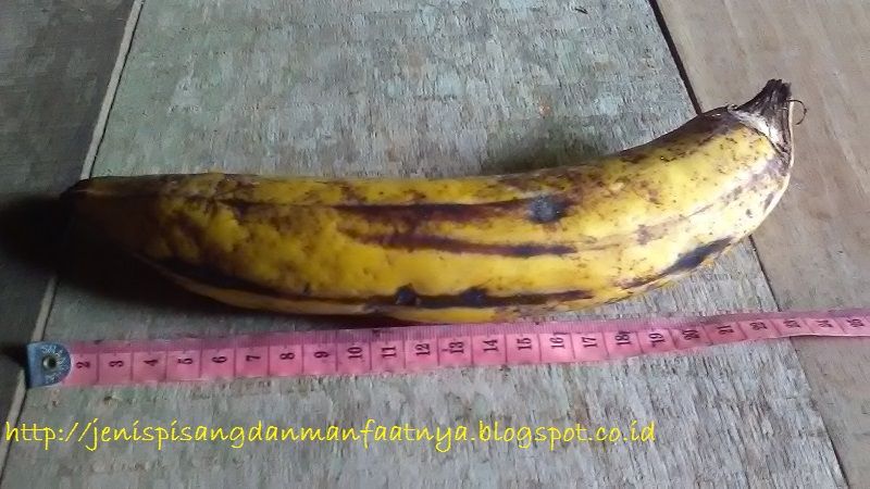 Buah Pisang Ini Namanya Pisang Raja Bawen, Kalau Di Daerah Kamu Namanya ...