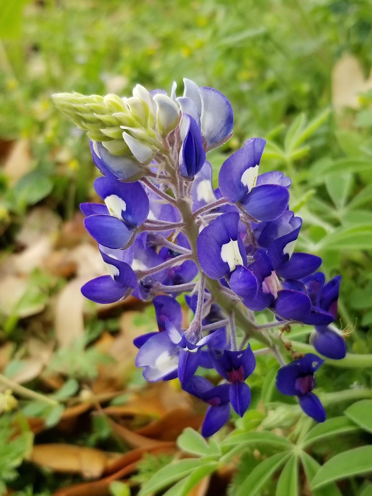 Photo Friday: It's Blue Bonnet Season