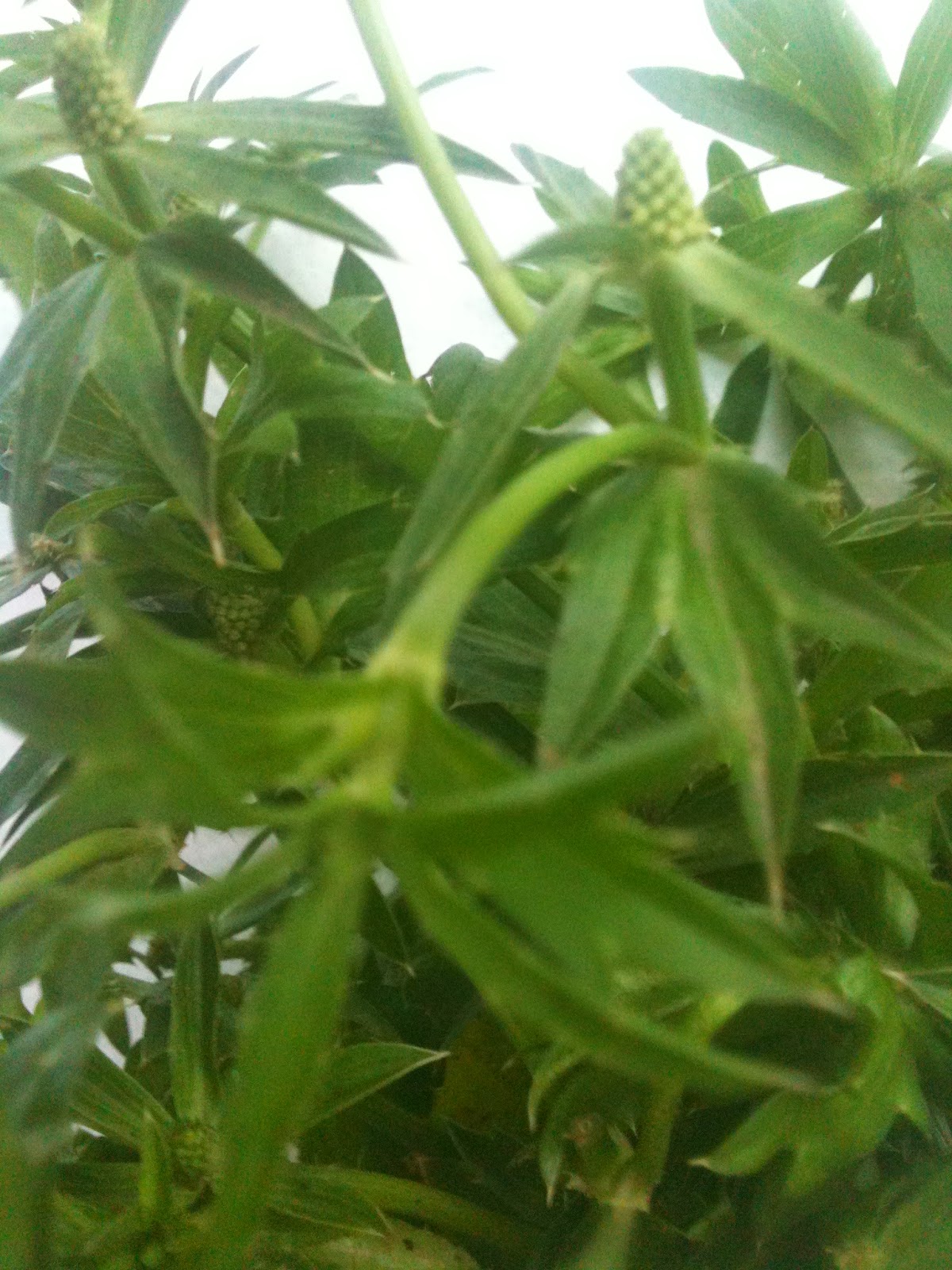 Home Remedies: Spirit Weed