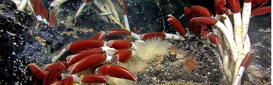 Cacing Tabung Raksasa, Pipa Hidup dari Dasar Samudra Hewan Laut ...