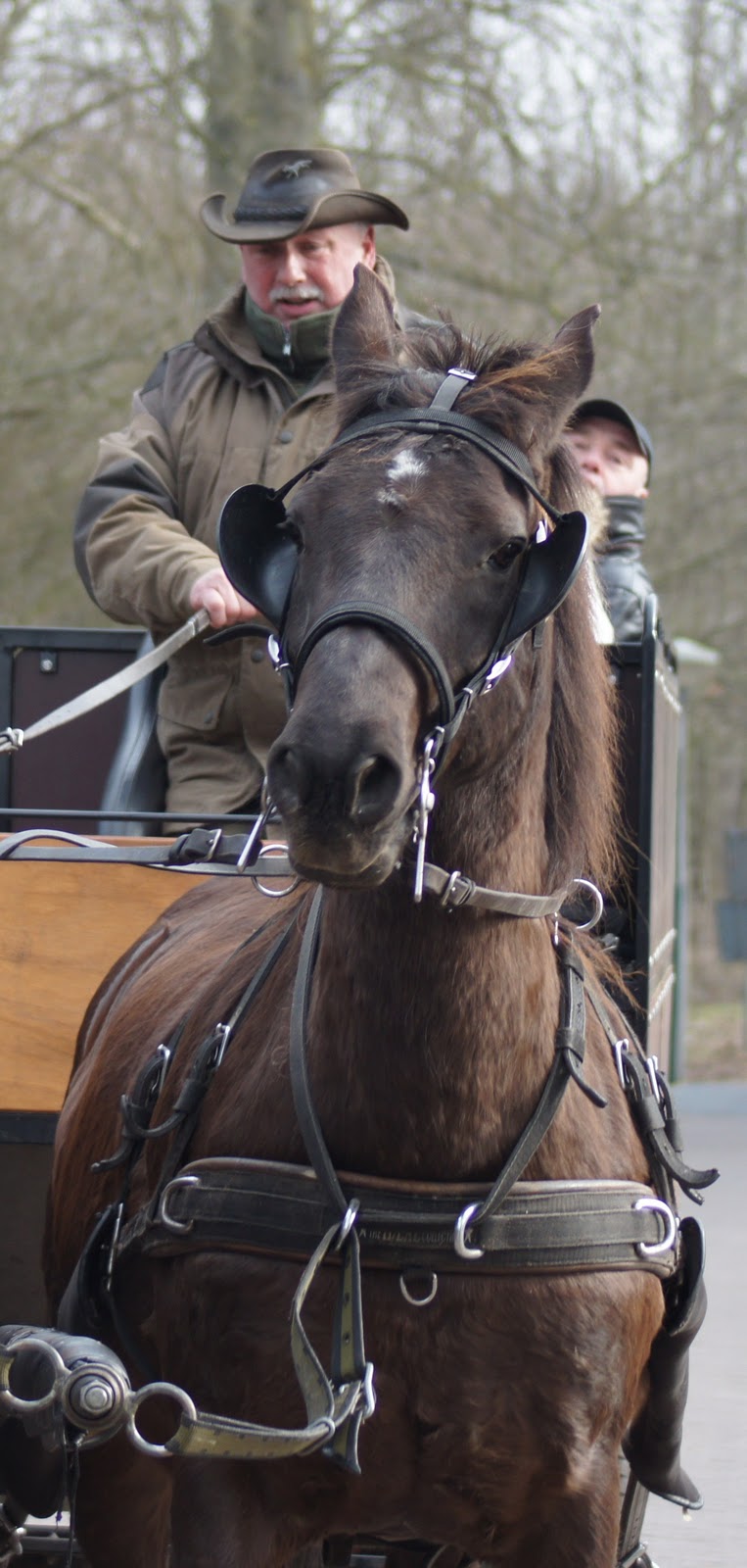 AMSTERDAMSE WATERLEIDINGDUINEN AWD: Met Paard en Wagen door de (AWD) Amsterdamse Waterleidingduinen