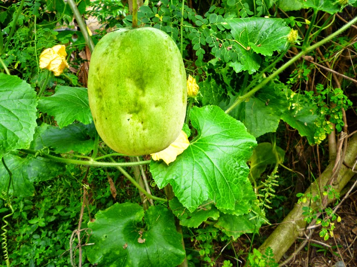 Ash Gourd-Cucurbita hispida-Alu Puhul | SL Flora