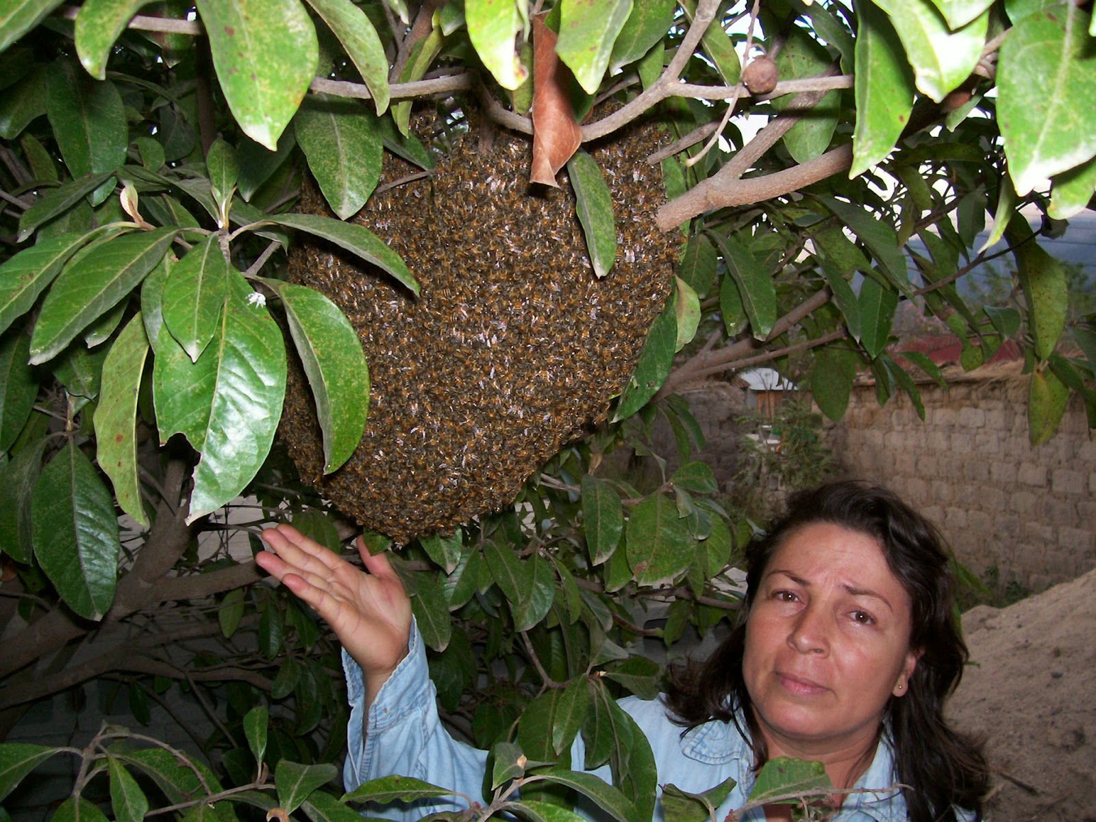 Musings on Beekeeping: Even More Musings about Beekeeping with ...