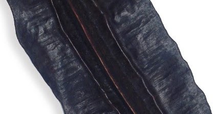 PLANTAS DE TODAS AS ESPECIES: Aridan