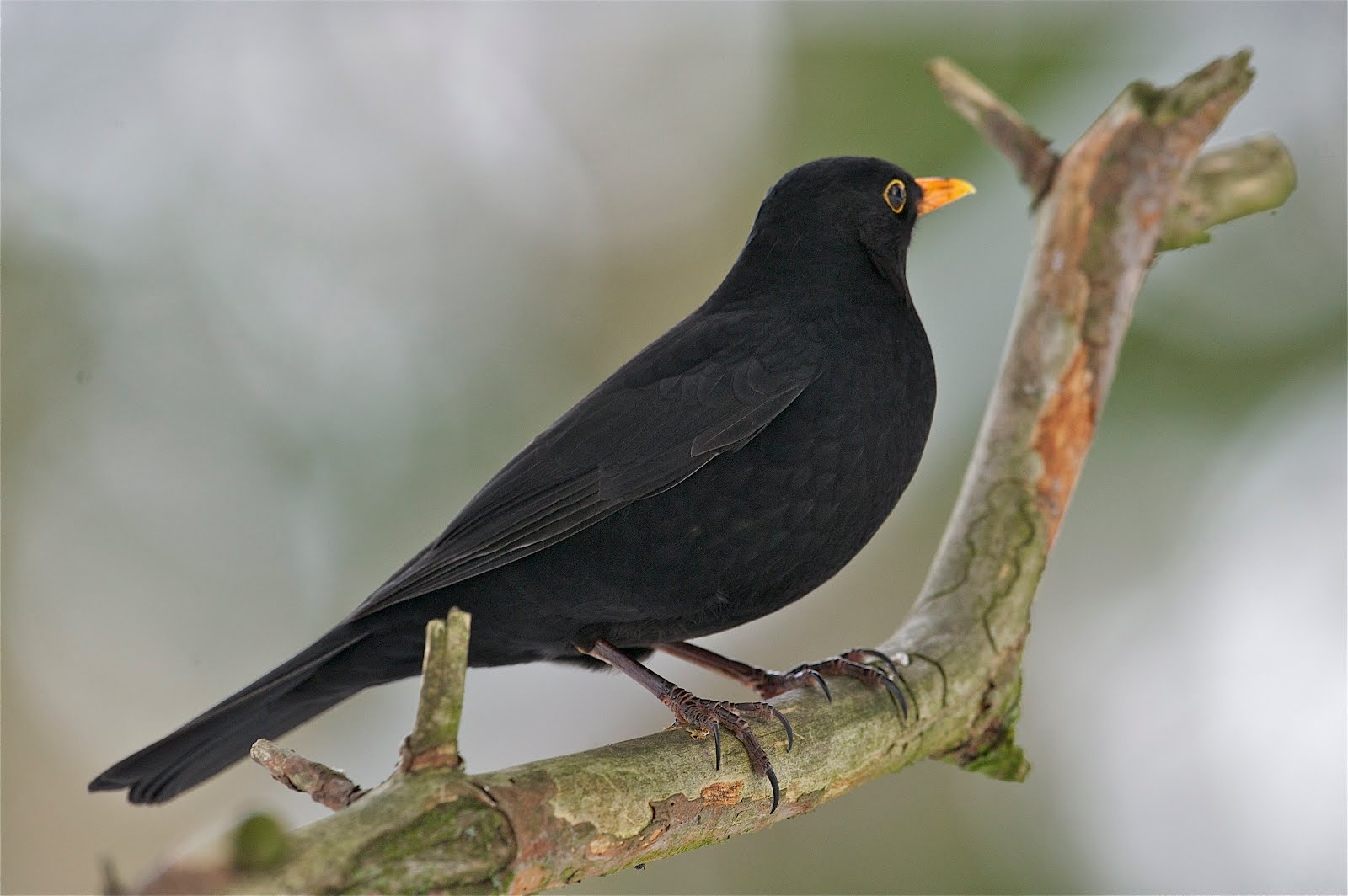 Naturfoto Einar Hugnes: Flaggspett, spettmeis, svarttrost og andre ...