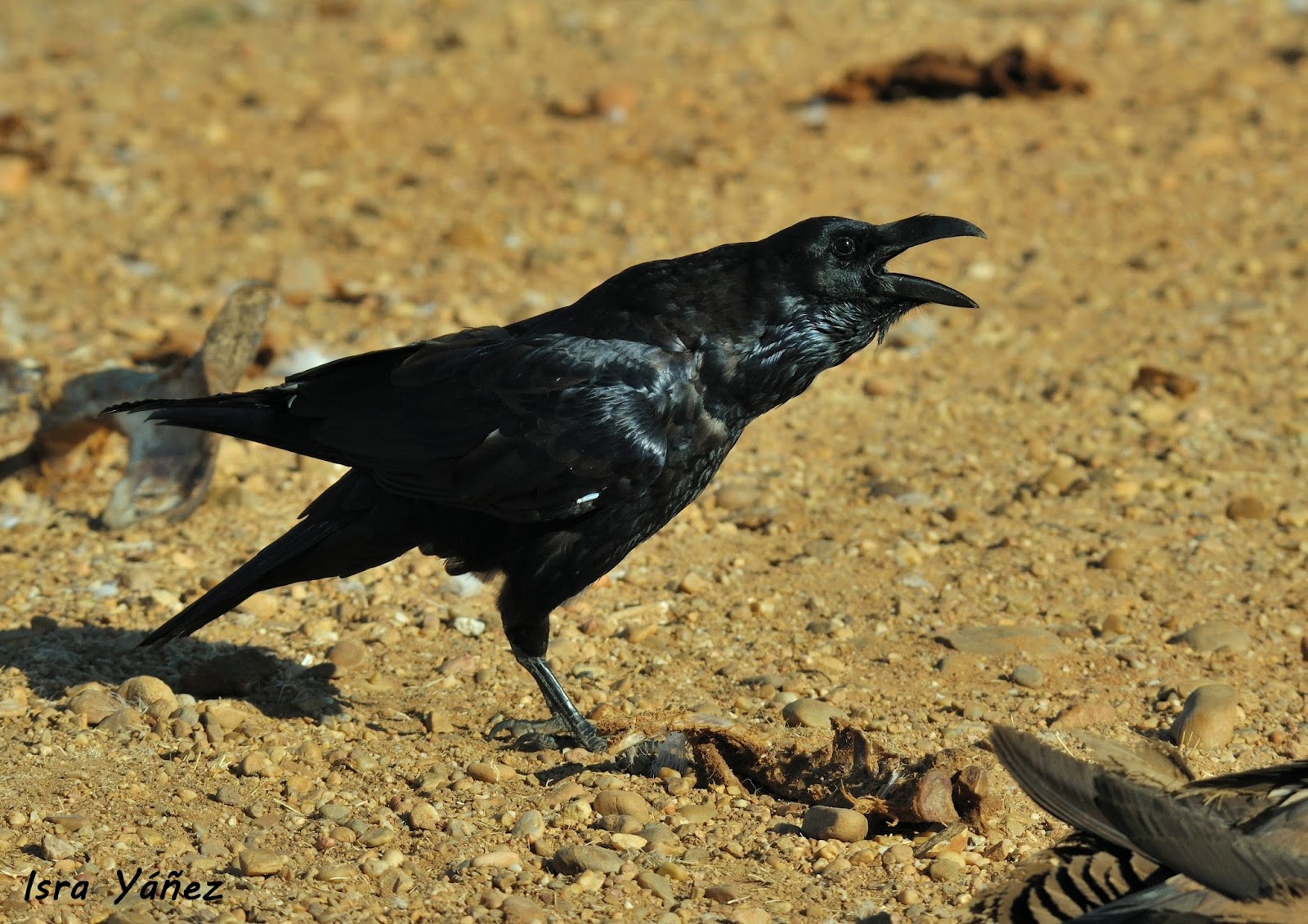 Naturaleza de Quintanilla del Agua (Burgos): El juego de los cuervos