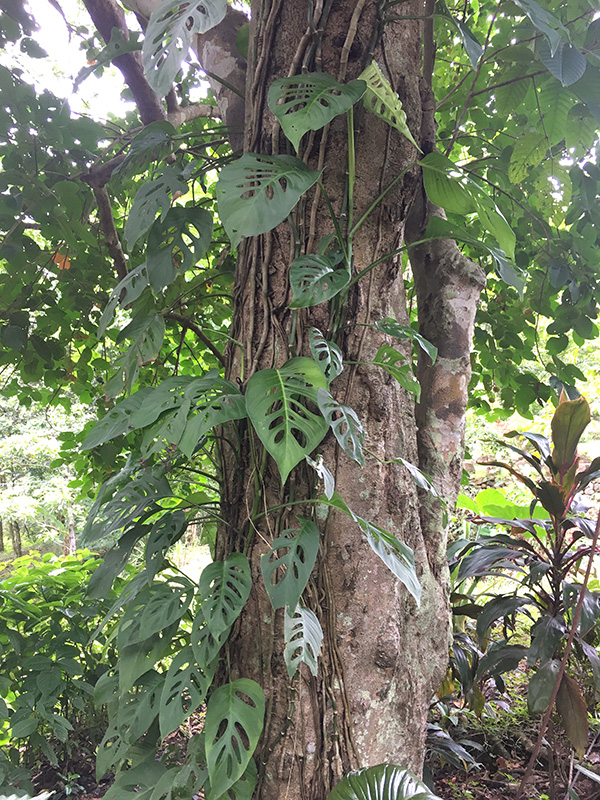 Mount Purro Nature Reserve: A Forest Farm Eco-Retreat in Calawis ...