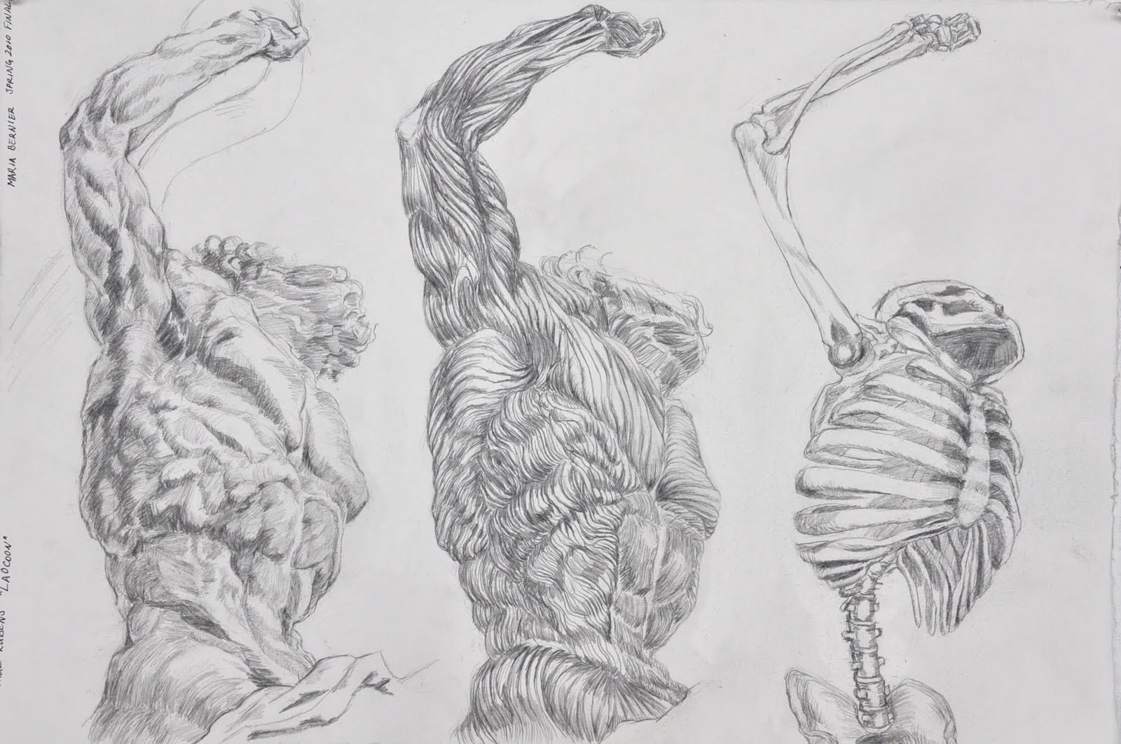 Figure Drawing and Anatomy: Examples of final project: Anatomical study