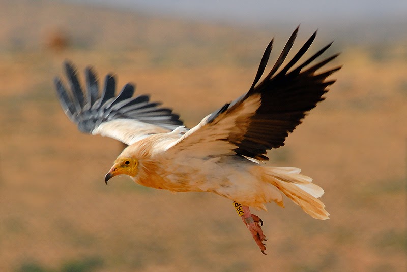 mariodecaceressuarez : EL GUIRRE