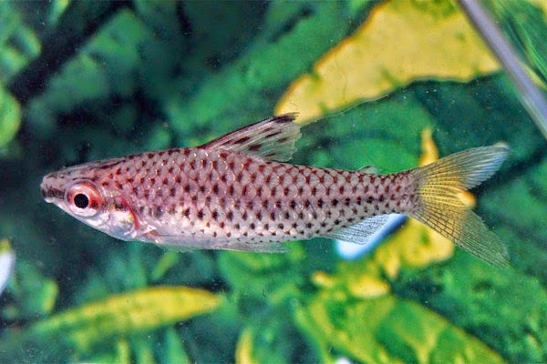 HEADSTANDER FISH photos - wallpapers | the fun bank