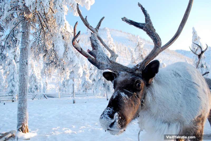 White Wolf : Oymyakon in Siberia: Coldest village on Earth where the ...