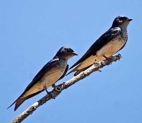 Bellas Aves de El Salvador: Progne chalybea (golondrina doméstica o ...