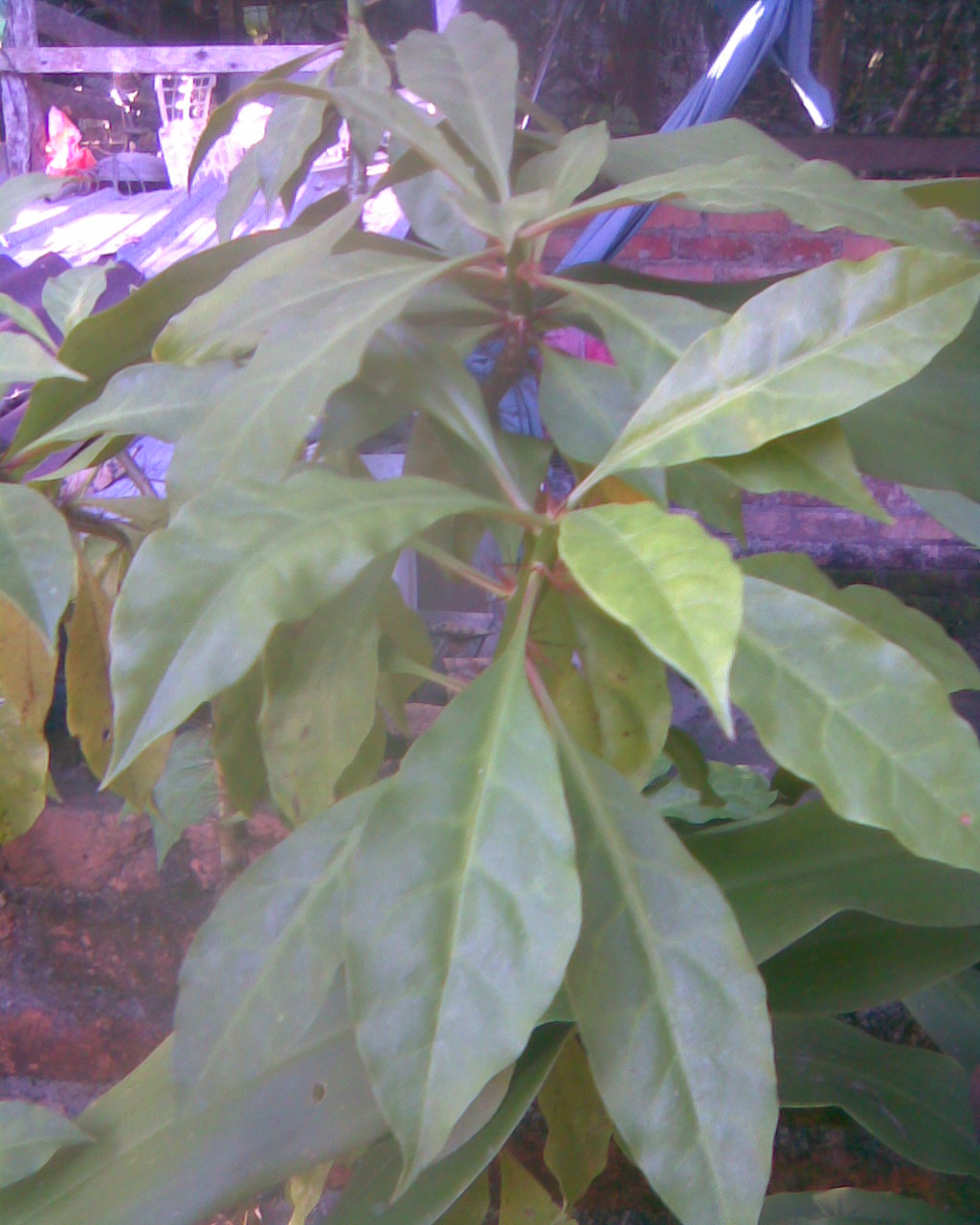 WARISAN ETNOBOTANI: Duri Tujuh