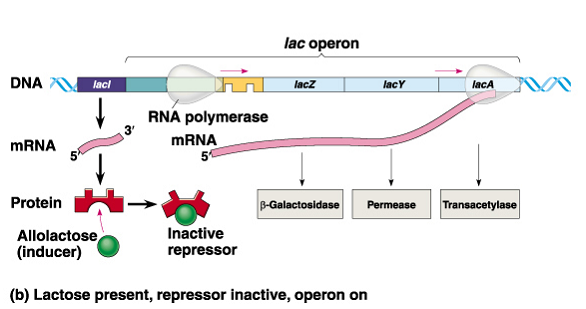 Lac Operon Pada Bakteri E coli - Biologi Edukasi: Belajar Sains Biologi