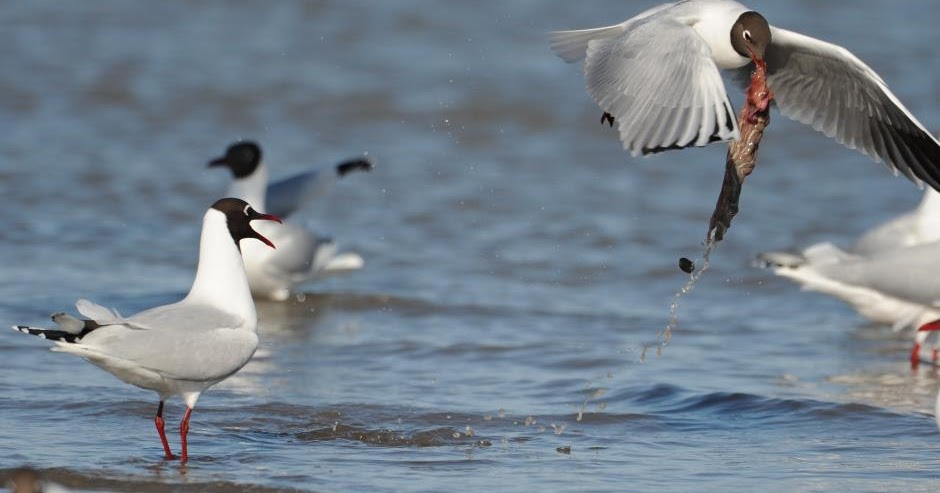 Argentina nativa: Gaviota capucho café (Chroicocephalus maculipennis)
