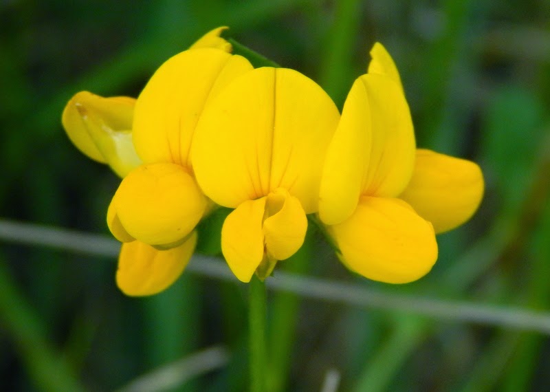 Bylinky ze Salaše: Štírovník růžkatý