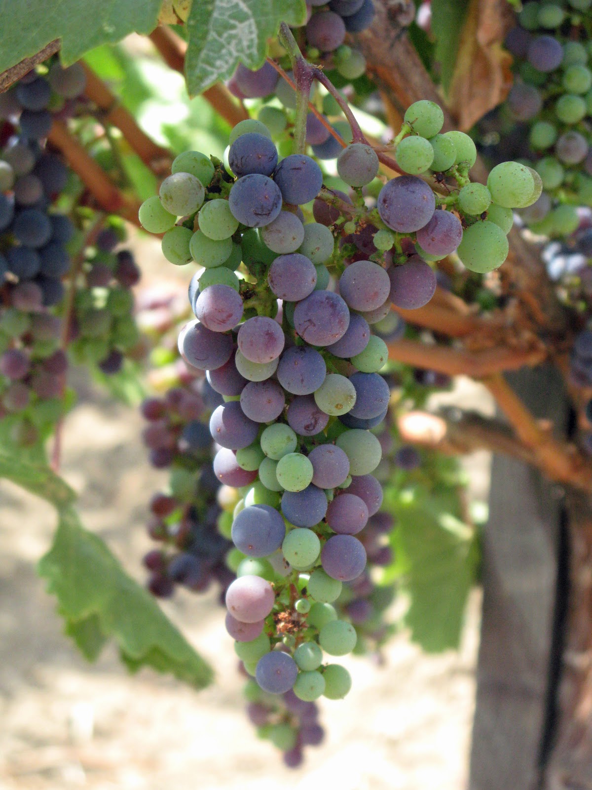 Just*Grand: Napa Delights