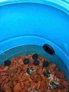 Farm Natters: DIY Duck & Goose & Dog Pond Filter system