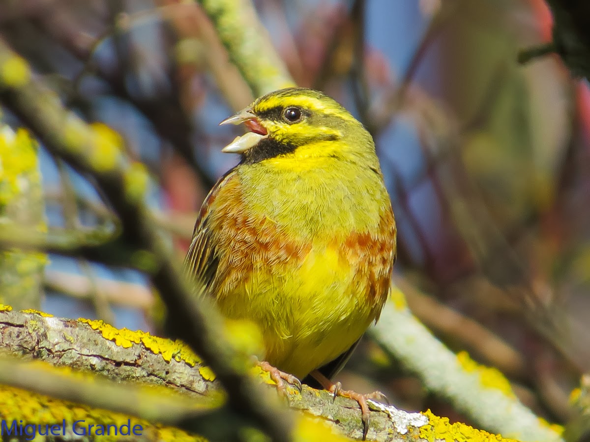 AVES DEL CIELO - BIRDS OF HEAVEN: PAJARICOS DEL CIELO-NAVARRA MONTAÑA ...