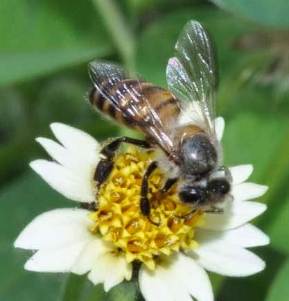 bradpetehoops: Trigona Stingless Bees and Kinds of Bees