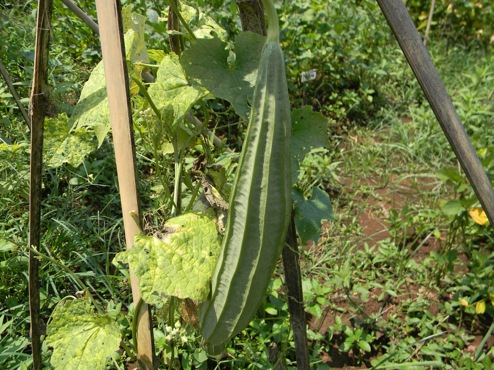 Tanaman Oyong (Luffa acutangula)