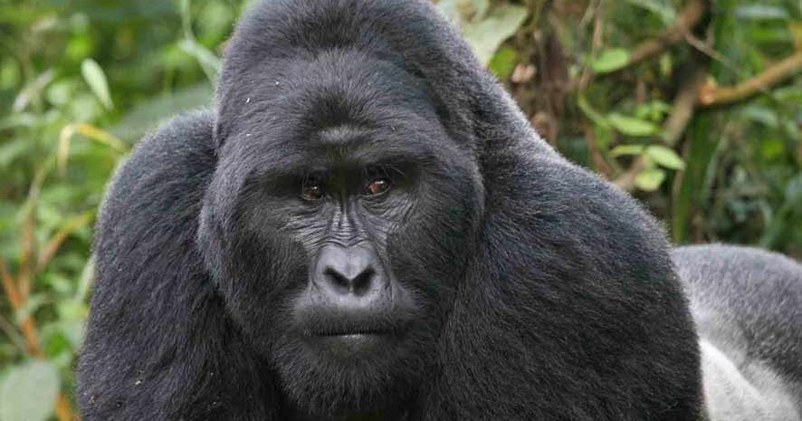 ALL ABOUT GORILLAS |The Garden of Eaden