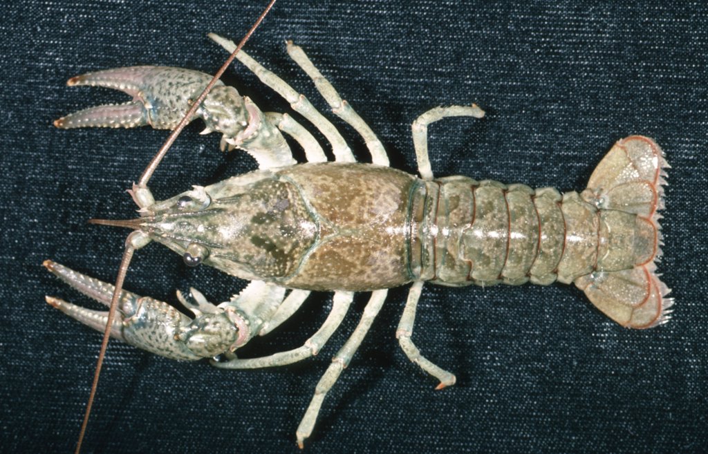 Marmorkrebs: A third parthenogenetic crayfish species?