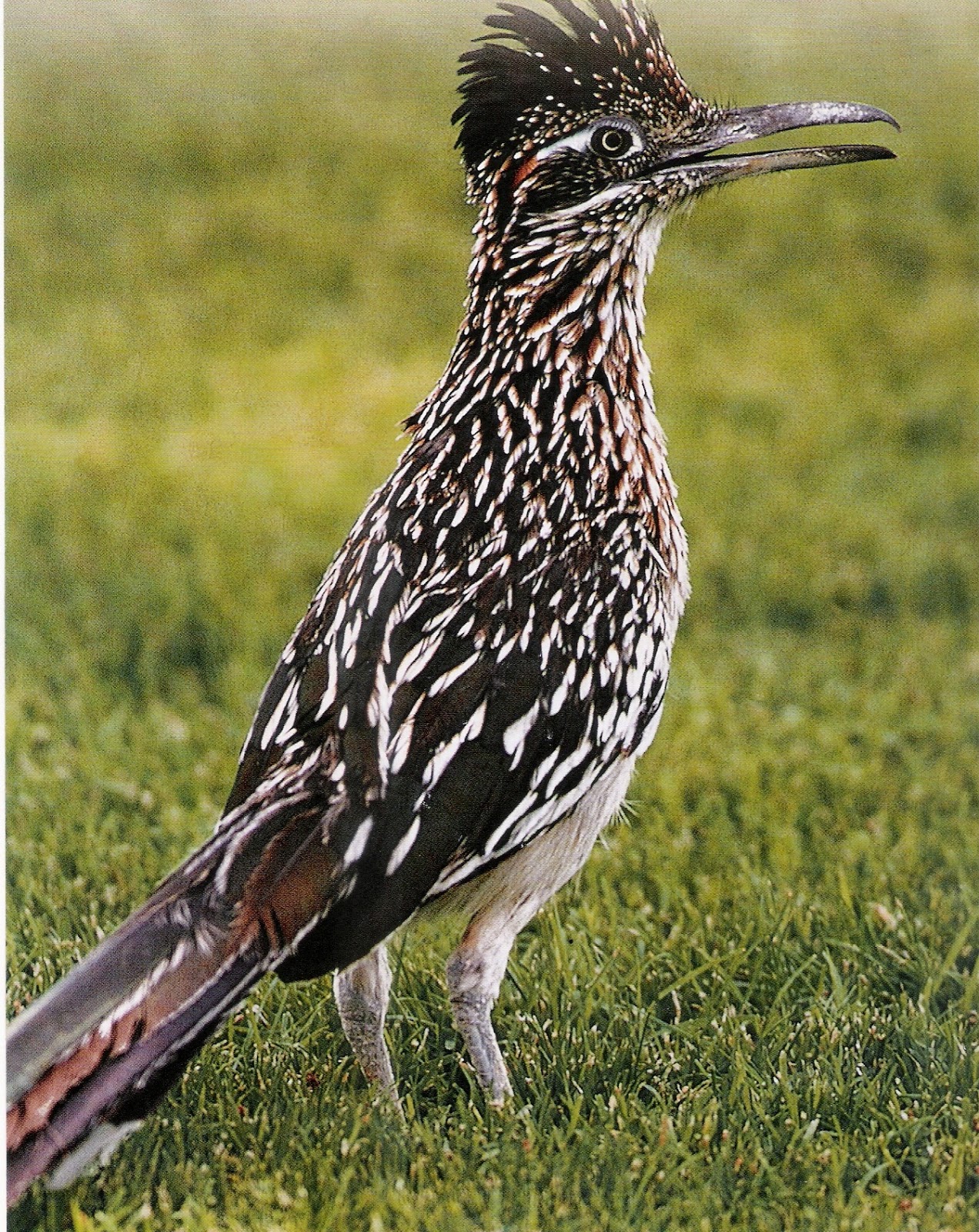 Zoológico Virtual do Koba: Cuco Corredor