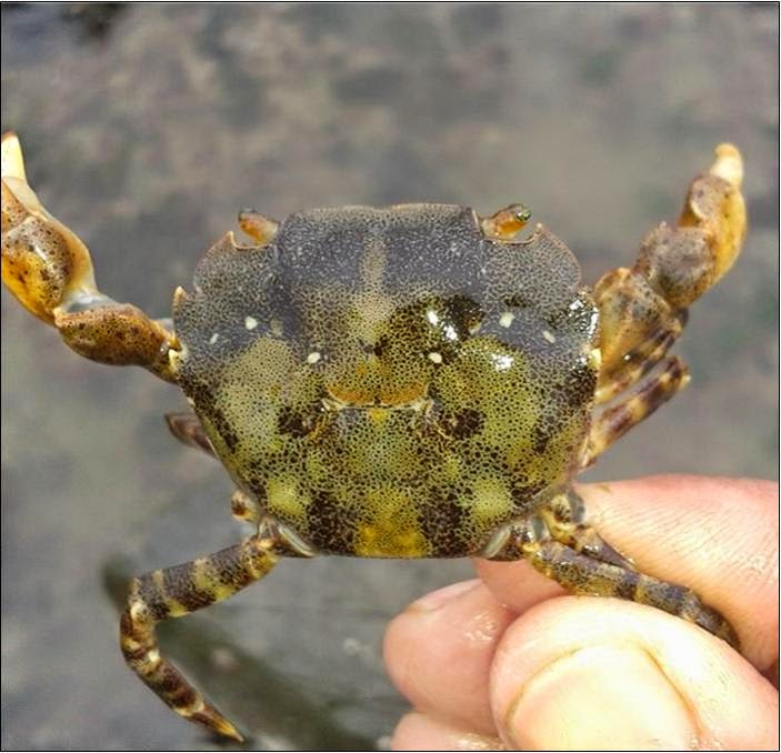 Natur Cymru - Nature of Wales: Asian shore crab (Hemigrapsus sanguineus ...