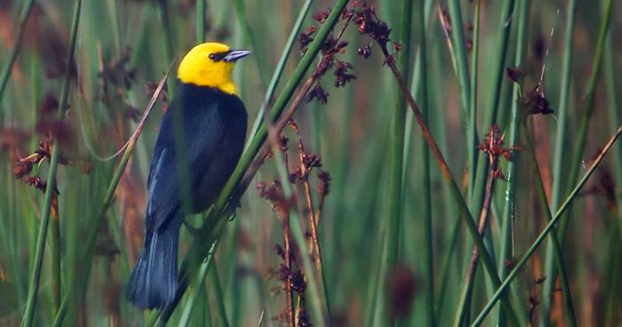 Variety of Life: Icteridae