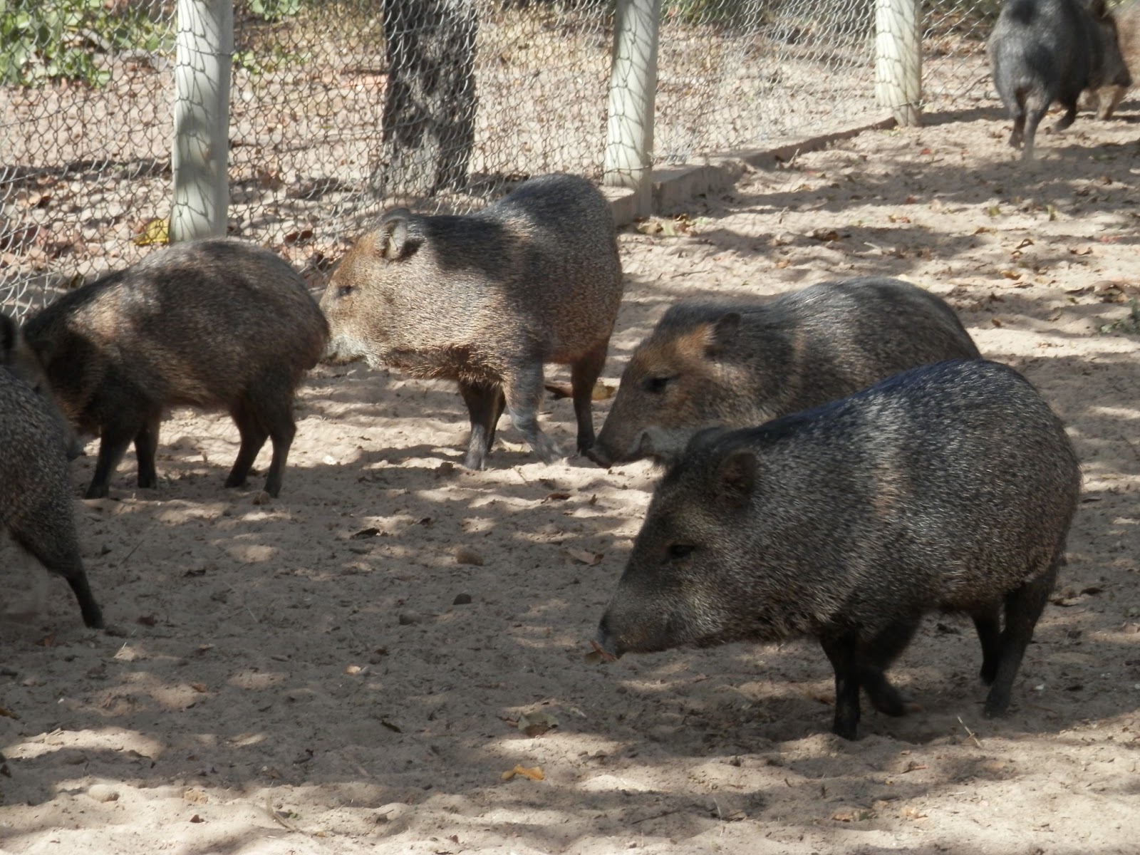 COISA DE ZOOTECNISTA: Catetos e Queixadas