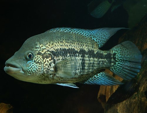 Wolf cichlid -parachromis, dovii, guapote, rainbow bass, | African ...