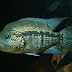 Wolf cichlid -parachromis, dovii, guapote, rainbow bass, | African ...