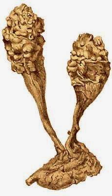 Harbor Watch: Club Tunicate First Described by William A Herdman in 1882