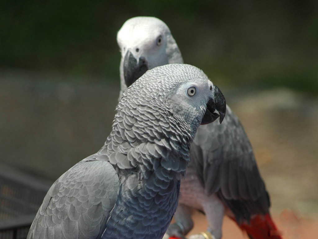 grey parrots latest hd wallpapers - FREE HD WALLPAPERS