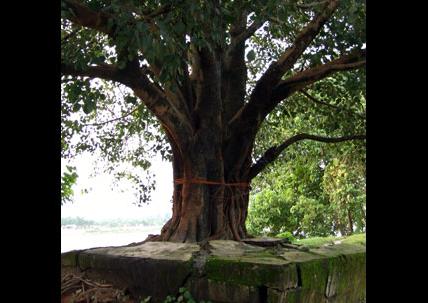 Vedic Views on World News: "KALPA-VRIKSHA" OR INDIAN SACRED TREES