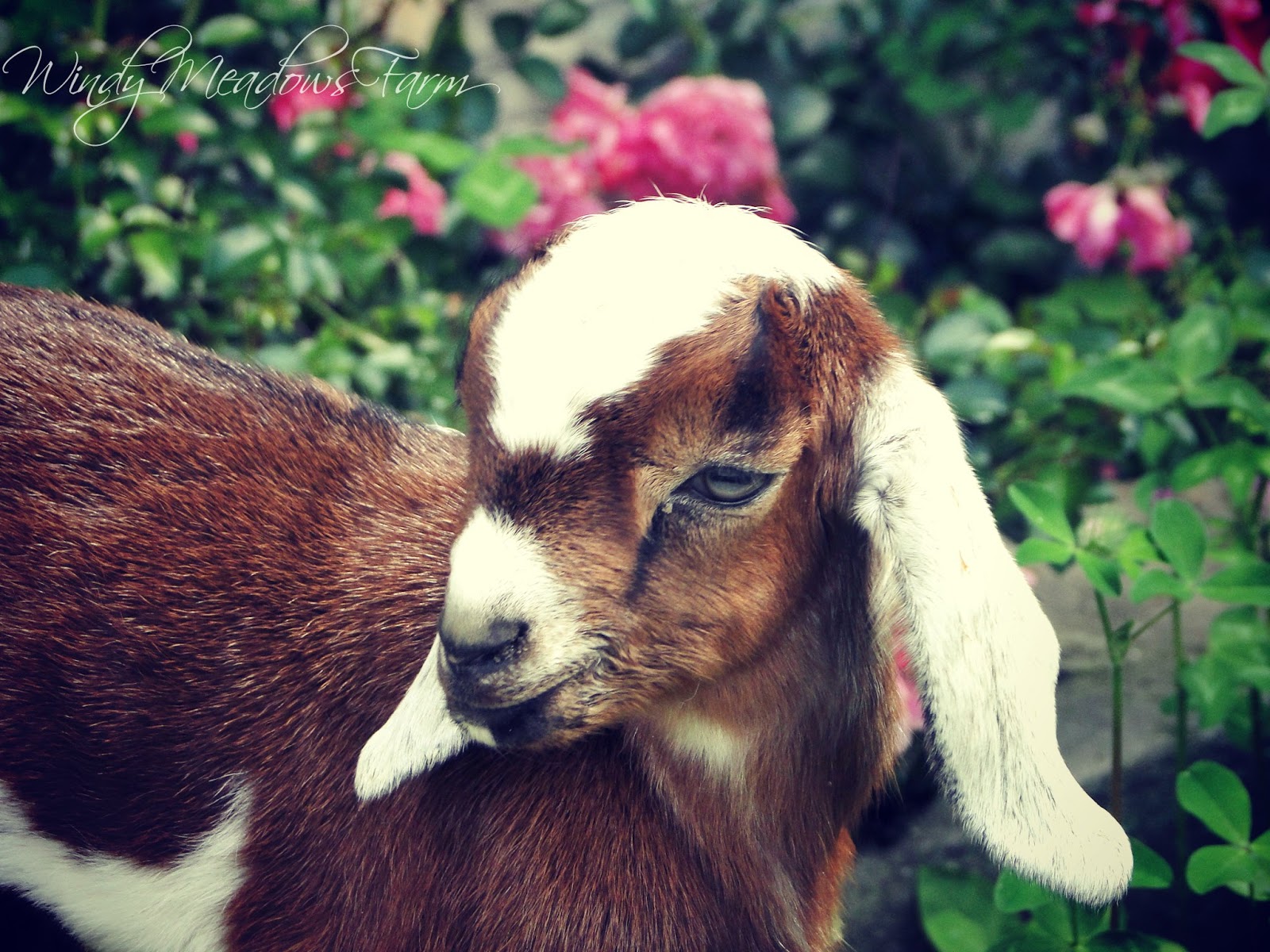 Windy Meadows Farm: baby goat cuteness!