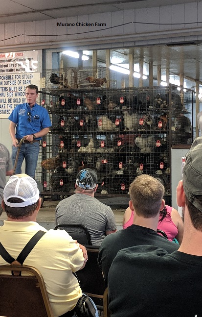 Poultry auctions. What to expect - Murano Chicken Farm