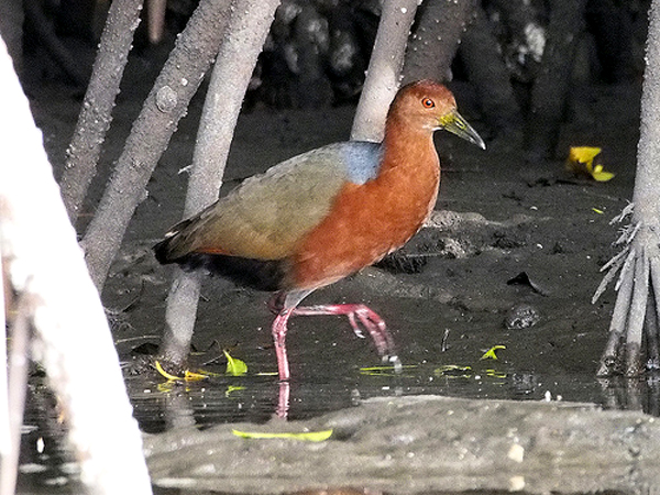 Bellas Aves de El Salvador: Aramides axillaris (tamborcito, rascón ...