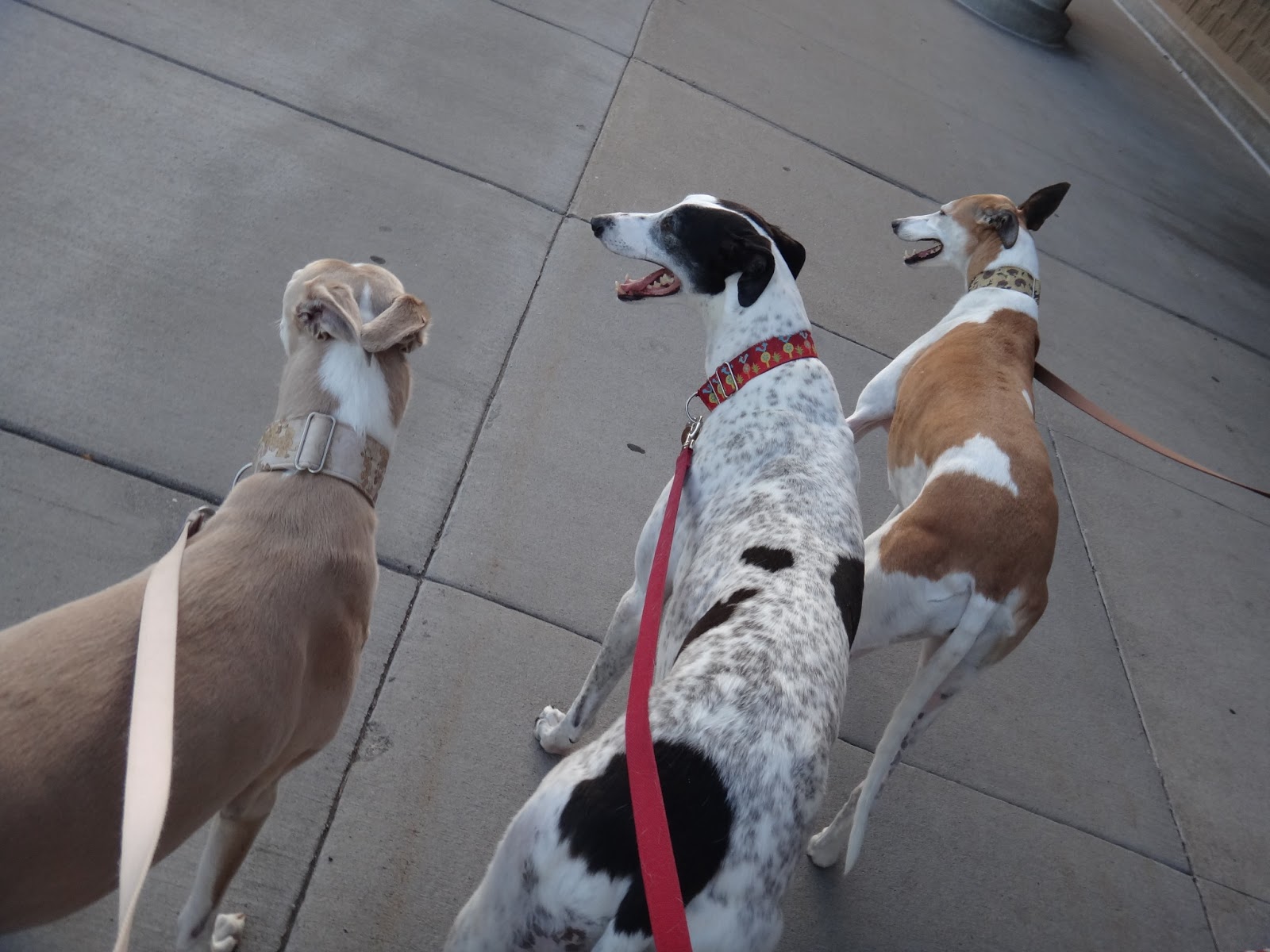 Northern Lights Greyhound Adoption Dog Blog: NLGA Photo Roundup ...