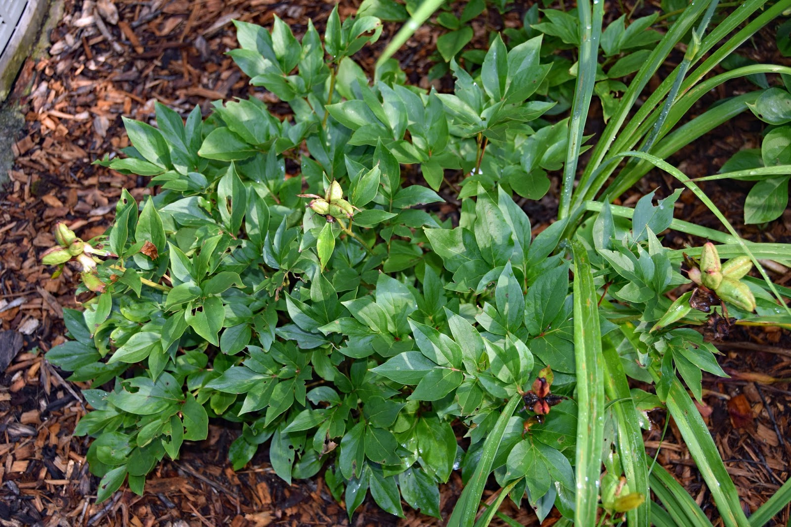 Southern Peony: 2016 Intersectional Peony Hybridizing Seed Pods