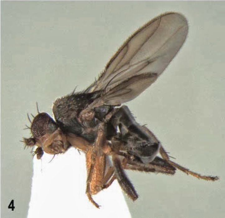 Catalogue of Organisms: A Little Bit on Lesser Dung Flies