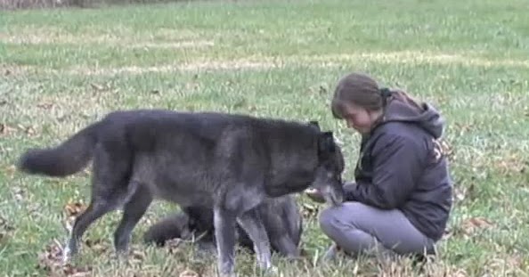 White Wolf : Women Who Understand Wolves (Video)
